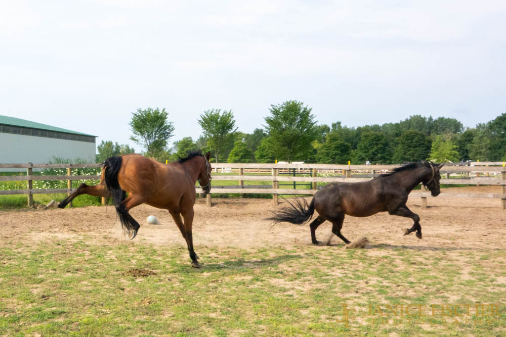 Cross Winds Fun In The Sun - The Midwest Equestrian